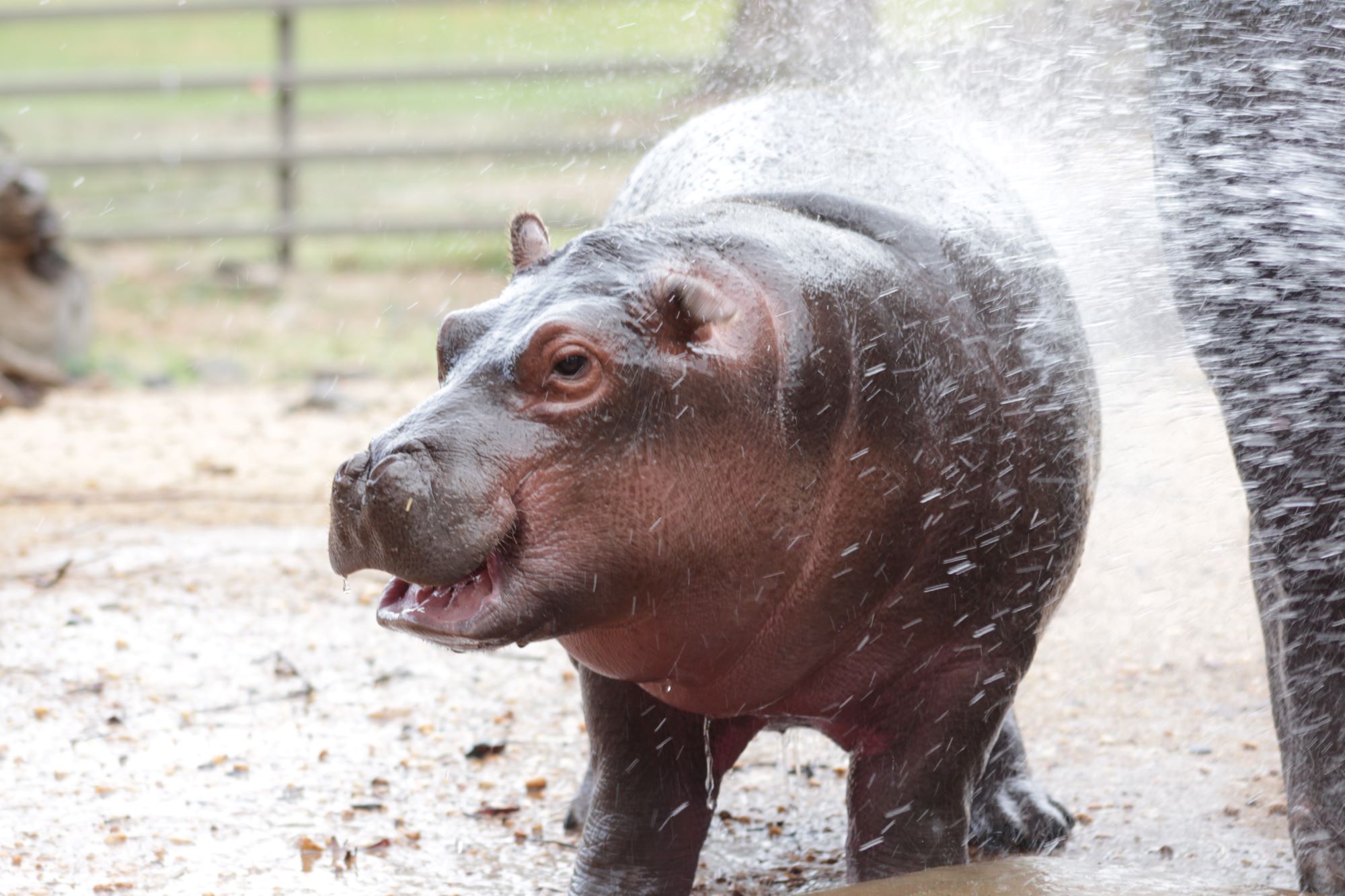 Ticket Prices & Concessions | Taronga Western Plains Zoo Dubbo ...